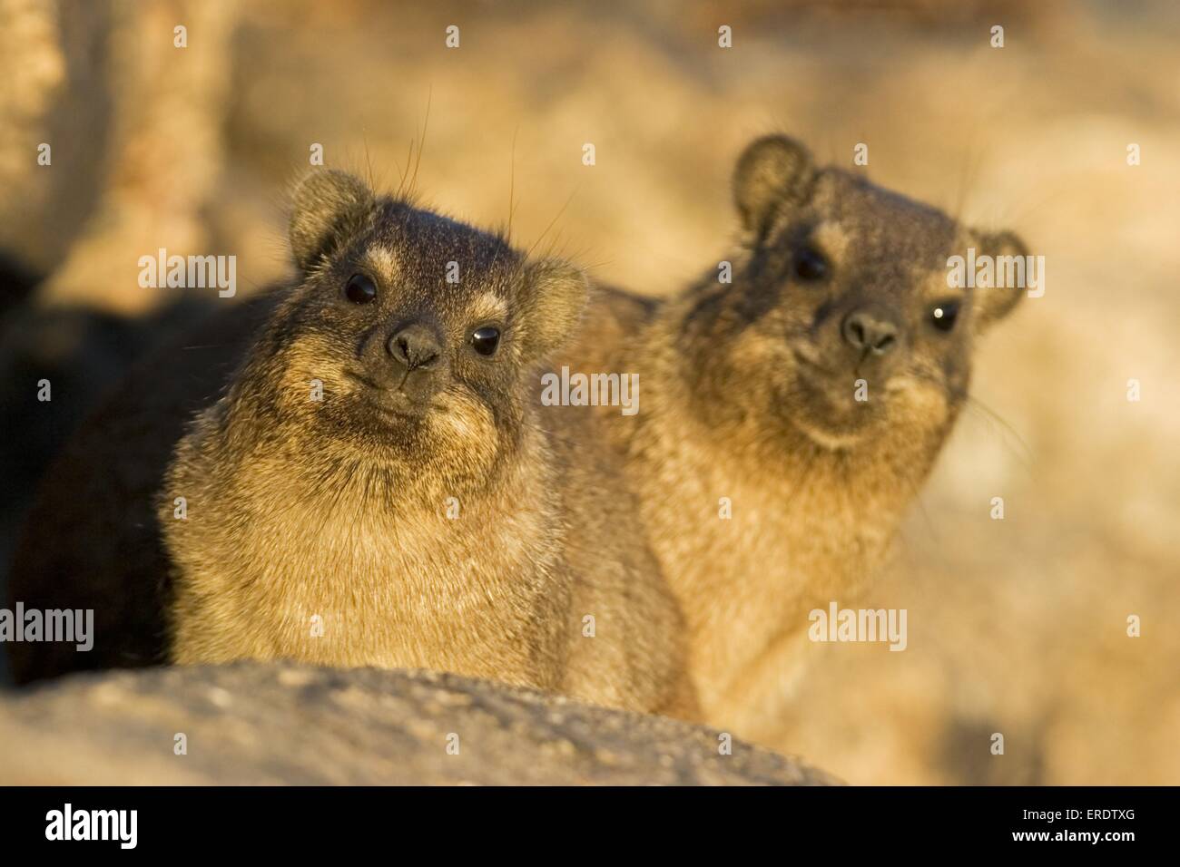 Dassie hi-res stock photography and images - Alamy