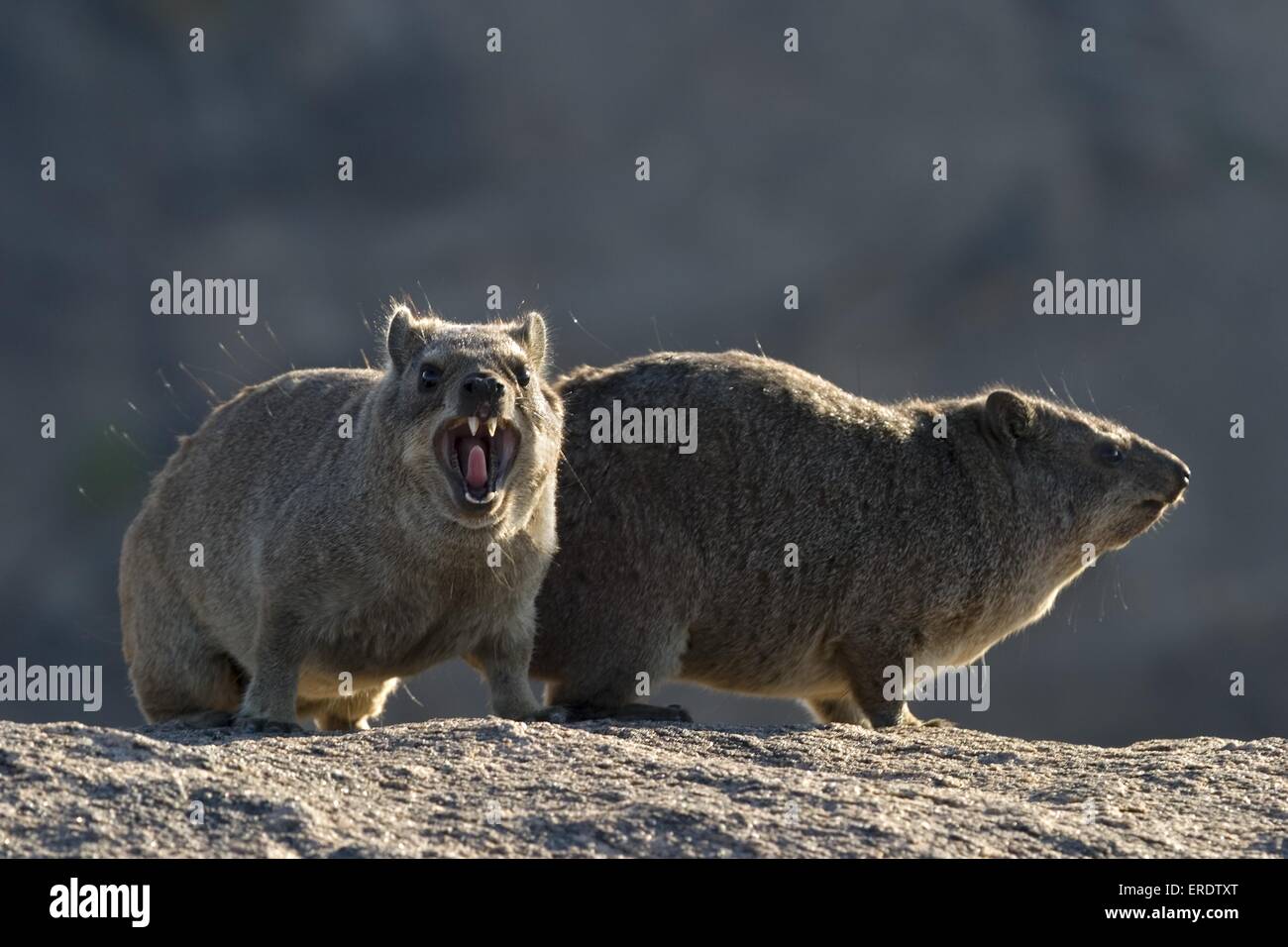 Tired badger hi-res stock photography and images - Alamy