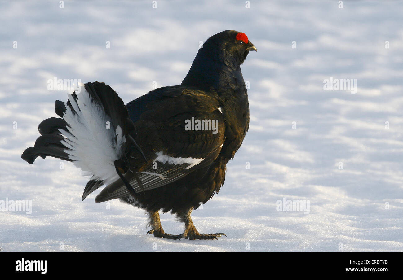 Male black grouse hi-res stock photography and images - Alamy