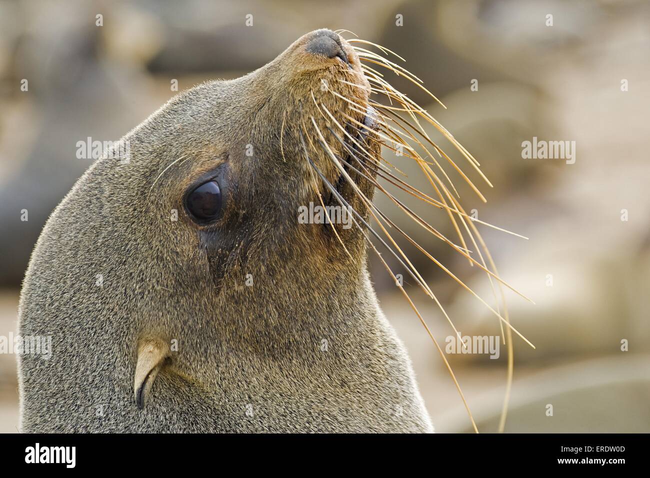 brown fur seal Stock Photo - Alamy