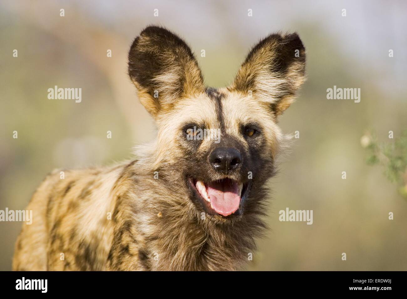 African hunting dog Stock Photo - Alamy