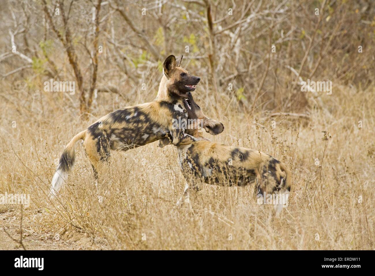 African hunting dog Stock Photo - Alamy