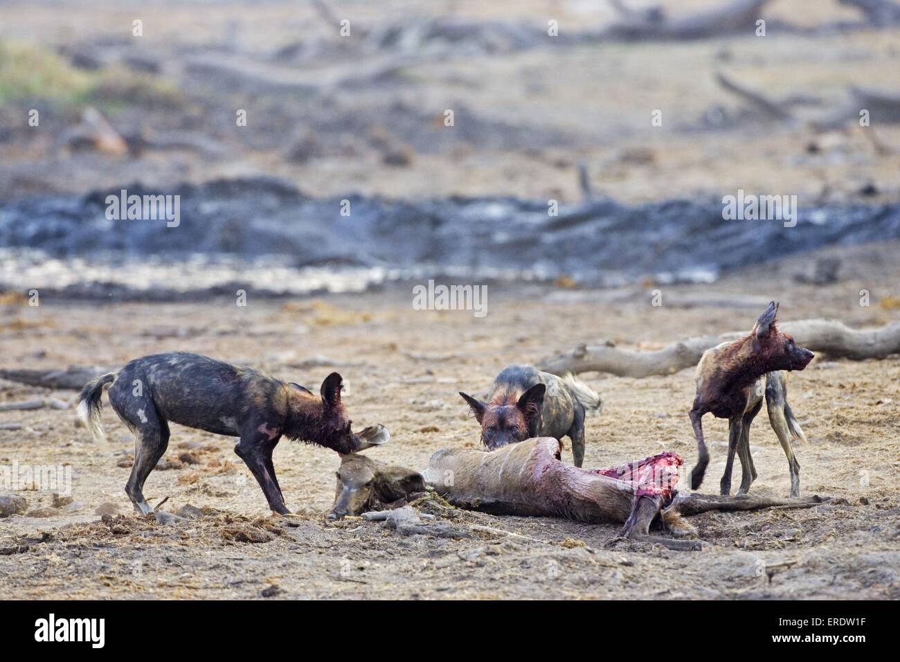 African hunting dog Stock Photo - Alamy