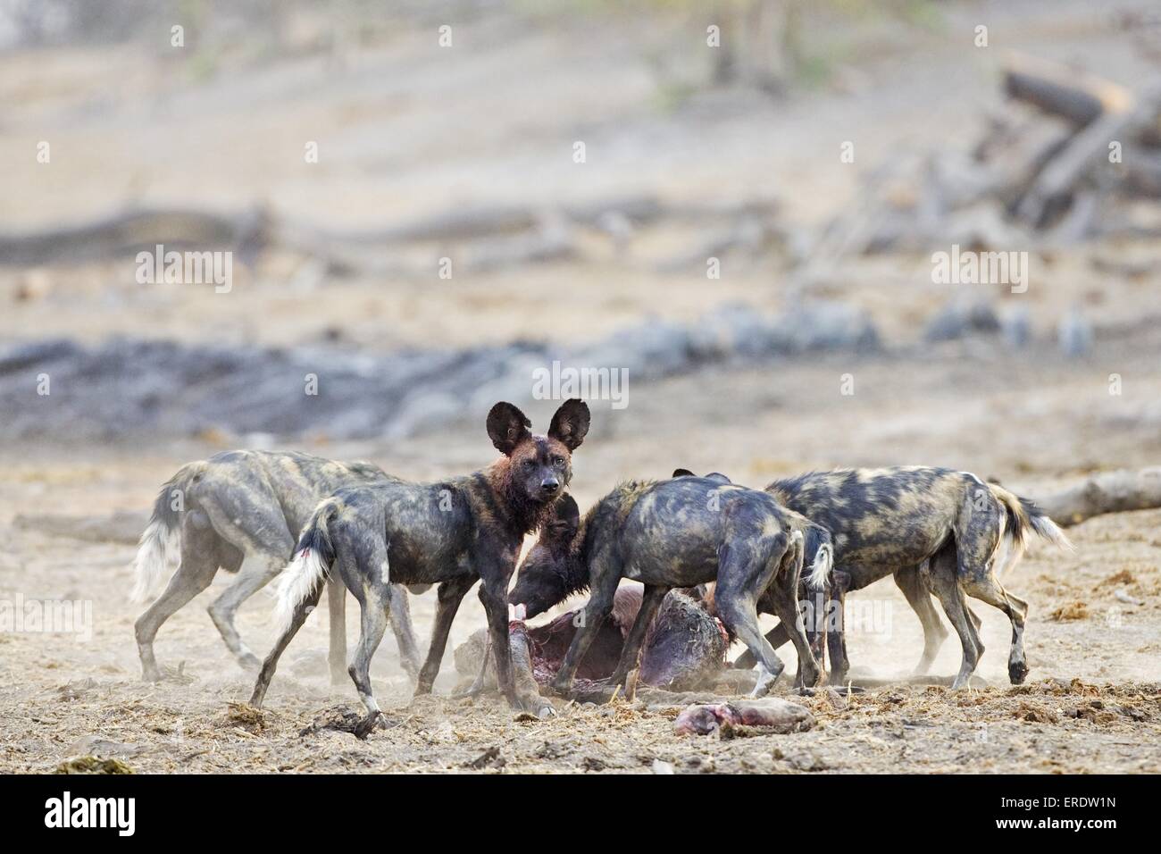 African hunting dog Stock Photo - Alamy