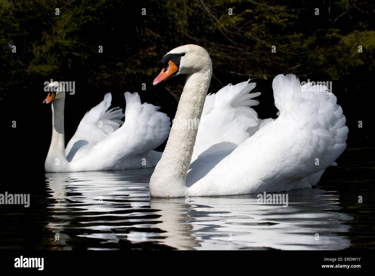 Mute swans hi-res stock photography and images - Alamy