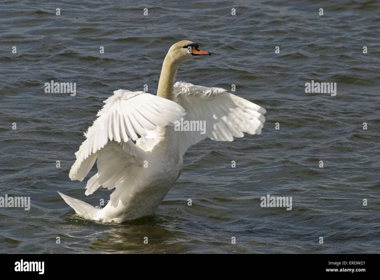 Swan beating wings hi-res stock photography and images - Alamy