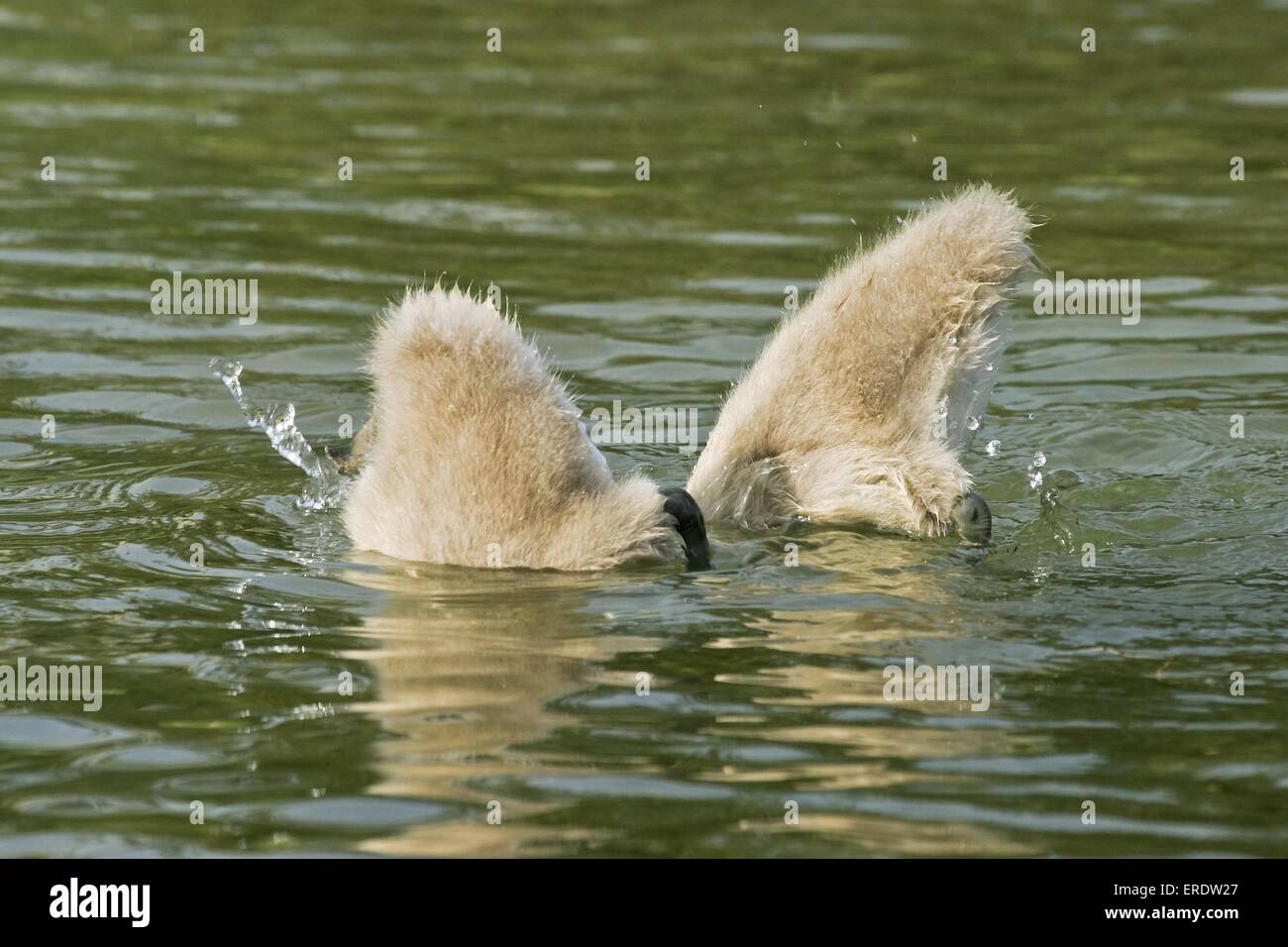 Swans back view hi-res stock photography and images - Alamy