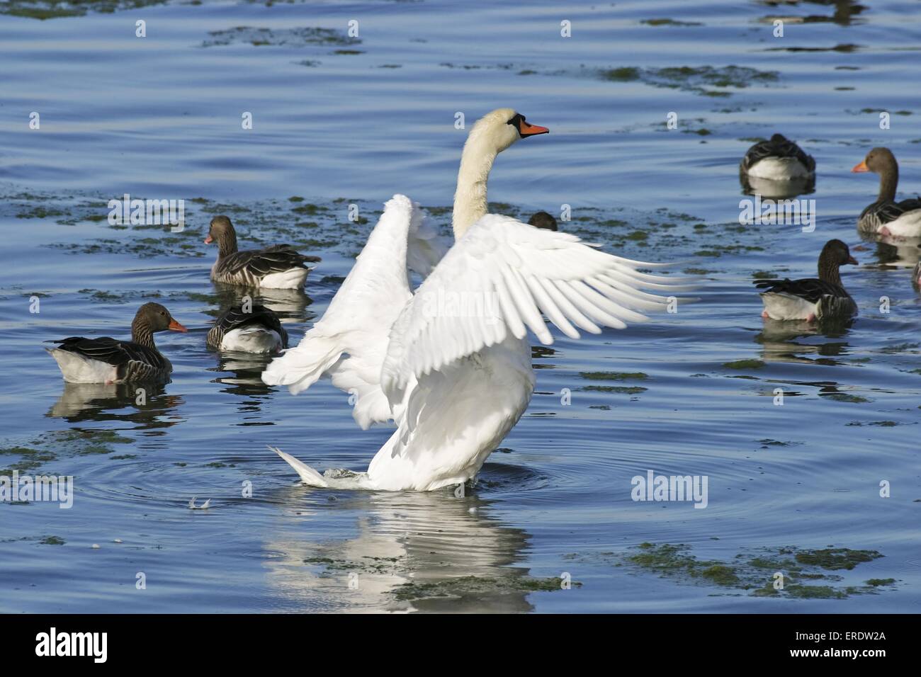 Swan beating wings hi-res stock photography and images - Alamy