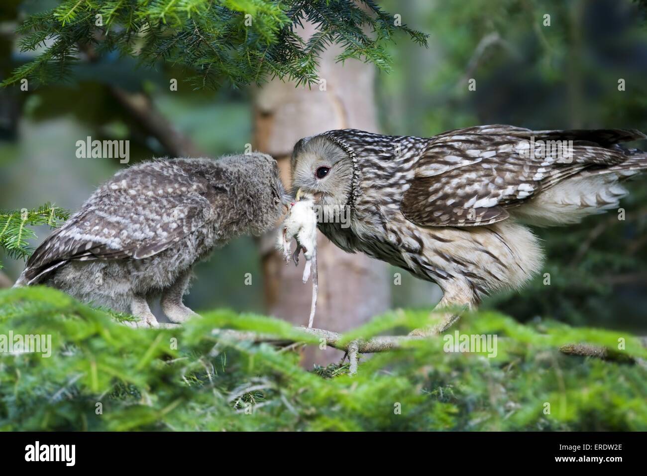 Two fledgling owls hi-res stock photography and images - Alamy