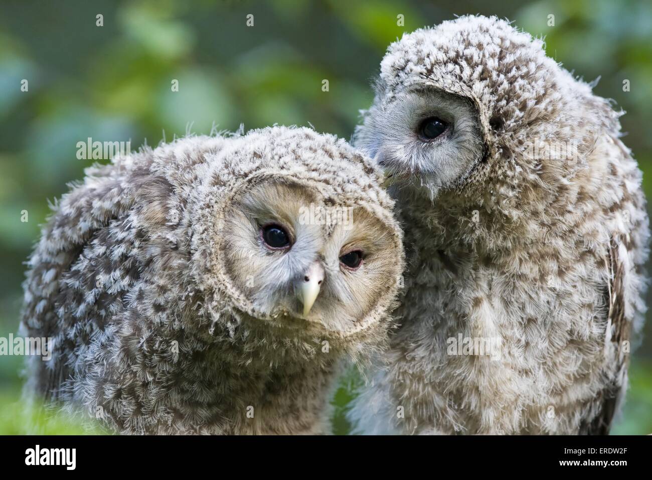 Two fledgling owls hi-res stock photography and images - Alamy