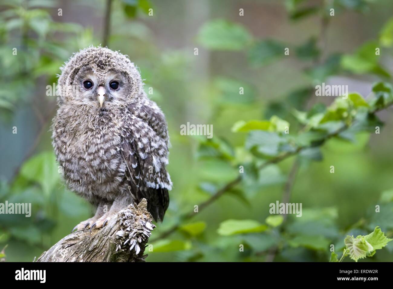 Ural owl (strix uralensis) owlets hi-res stock photography and images ...