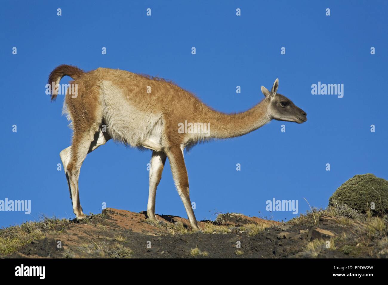 Guanaco walk hi-res stock photography and images - Alamy
