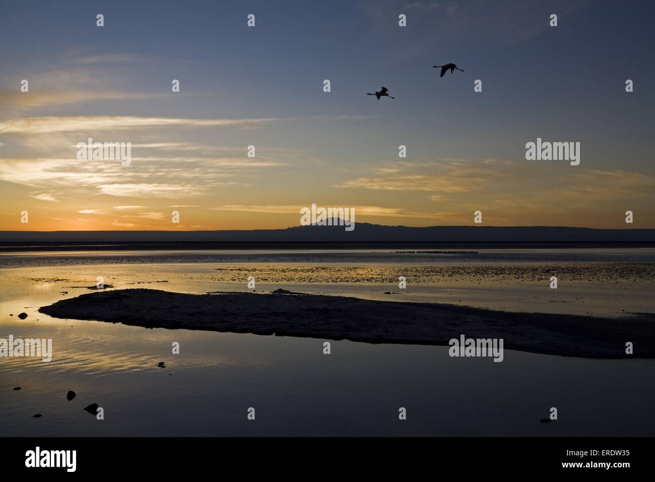 Flamingoes flying at night hi-res stock photography and images - Alamy