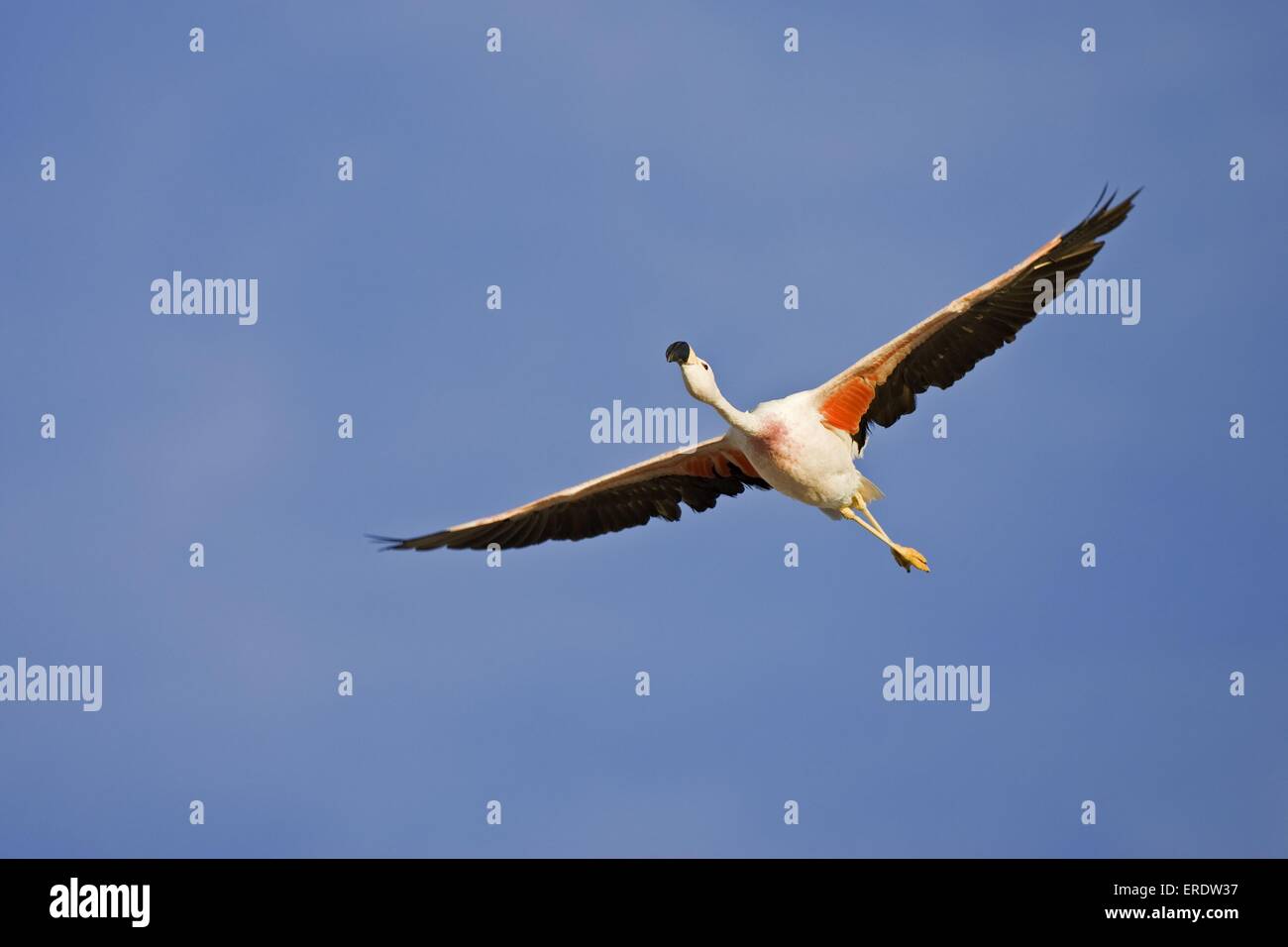 flying Andean flamingo Stock Photo - Alamy