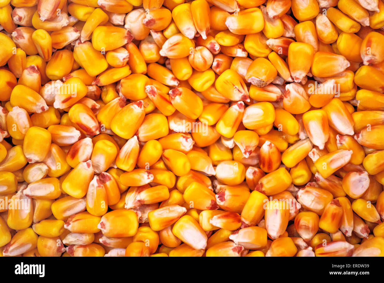 Corn Seed as Full Frame Background, Golden Harvested Grains as ...