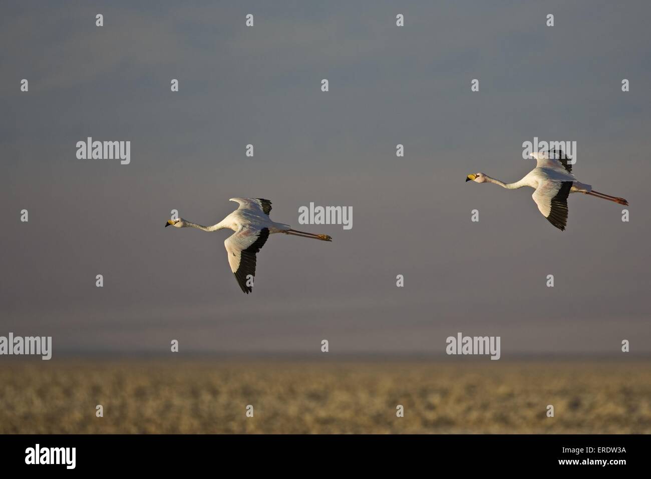 flying James' flamingos Stock Photo - Alamy