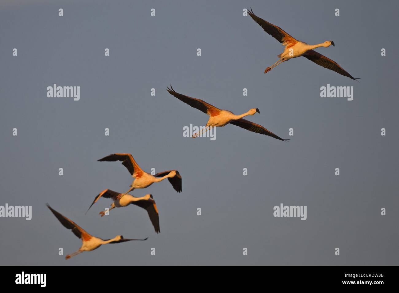 Flying flamingoes hi-res stock photography and images - Alamy