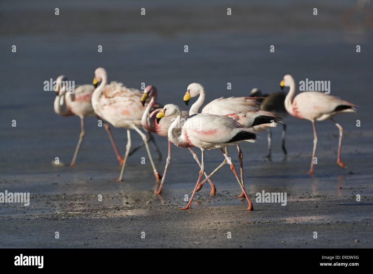 Flamingos walk hi-res stock photography and images - Alamy