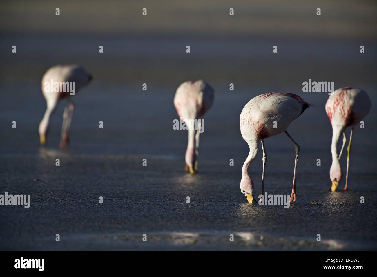 Flamingos eating hi-res stock photography and images - Alamy