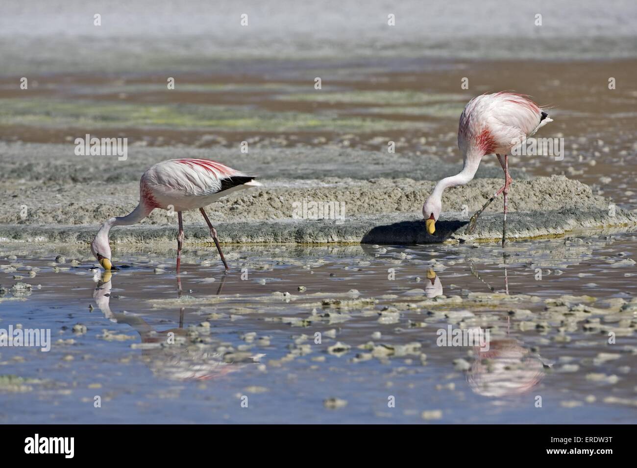 Flamingos eating hi-res stock photography and images - Alamy