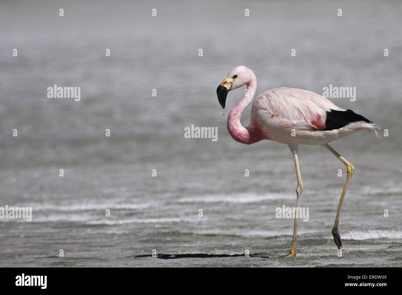 Flamingo a go go hi-res stock photography and images - Alamy