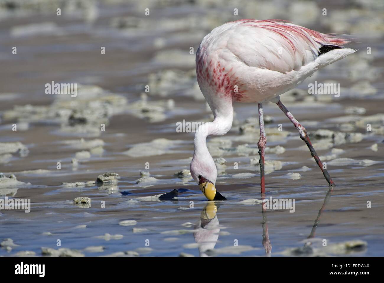 Flamingo eat hi-res stock photography and images - Alamy