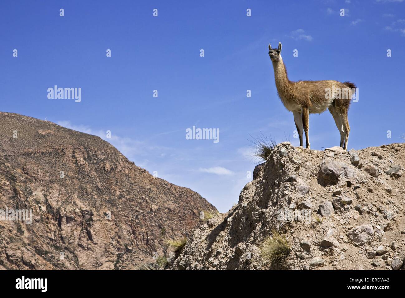 Guanacos stands hi-res stock photography and images - Alamy