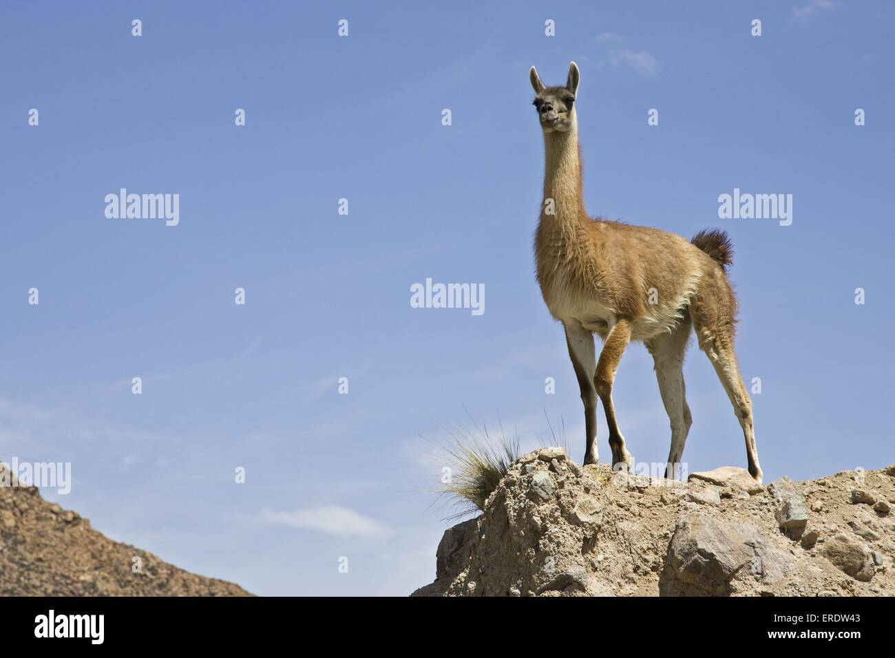 Guanacos stands hi-res stock photography and images - Alamy