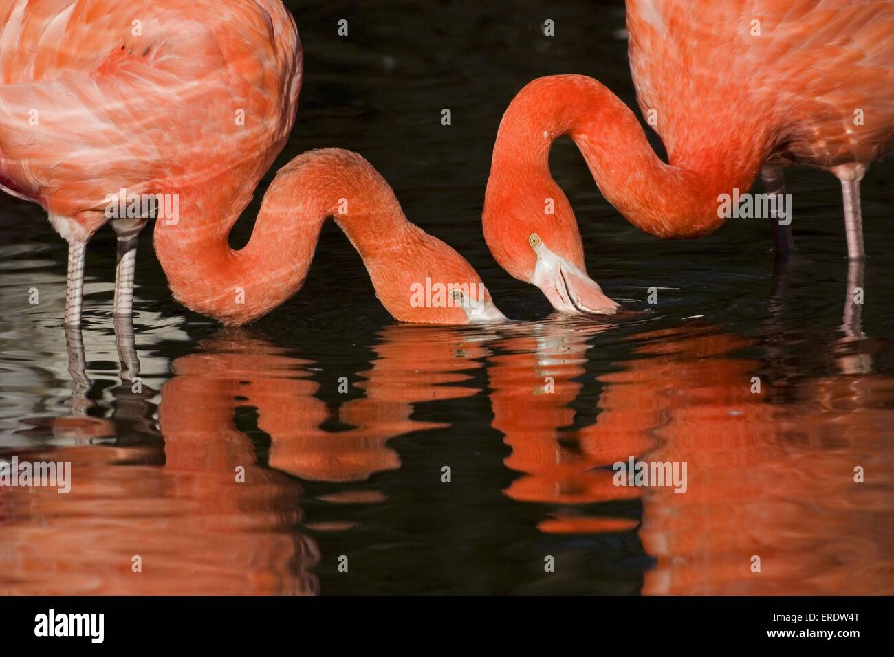 Flamingos eating hi-res stock photography and images - Alamy