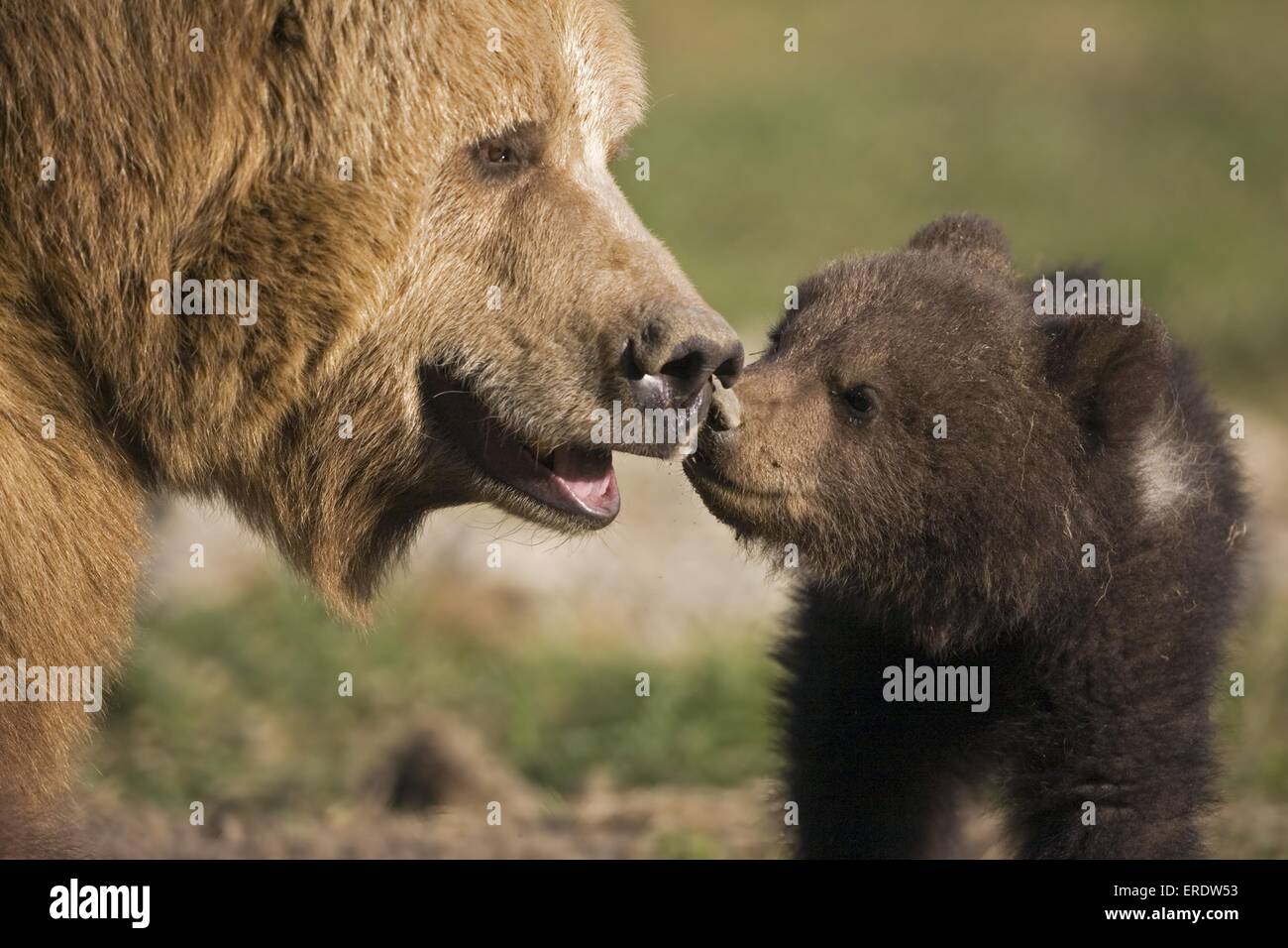 Baby Brown Bear Cubs