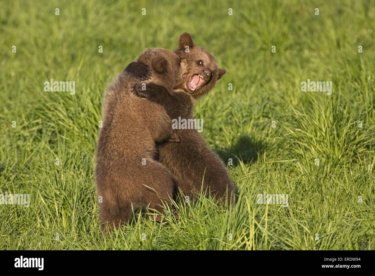 young brown bears Stock Photo - Alamy