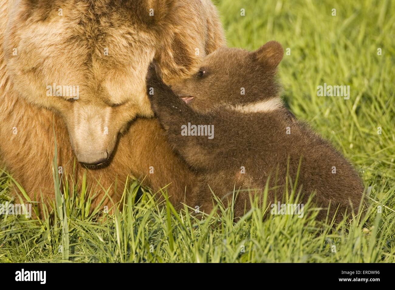 European brown bear plays mother animal hi-res stock photography and images - Alamy