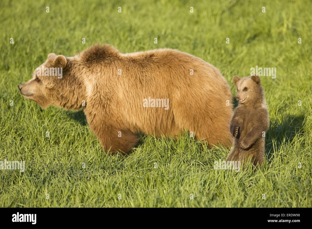 Baby brown bears hi-res stock photography and images - Alamy