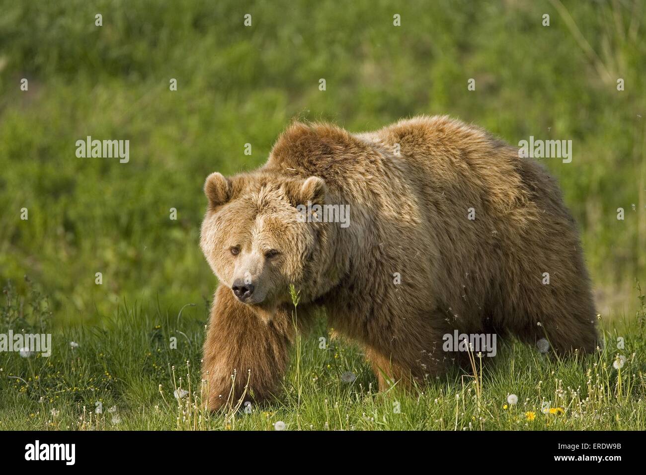 Adult brown bear walks hi-res stock photography and images - Alamy