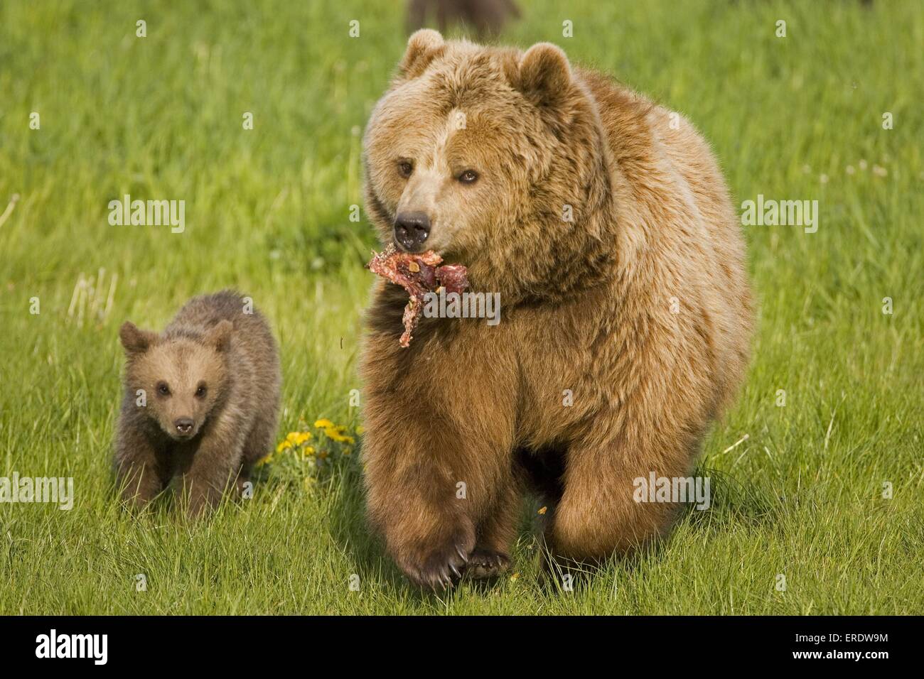 The galloping bear hi-res stock photography and images - Alamy