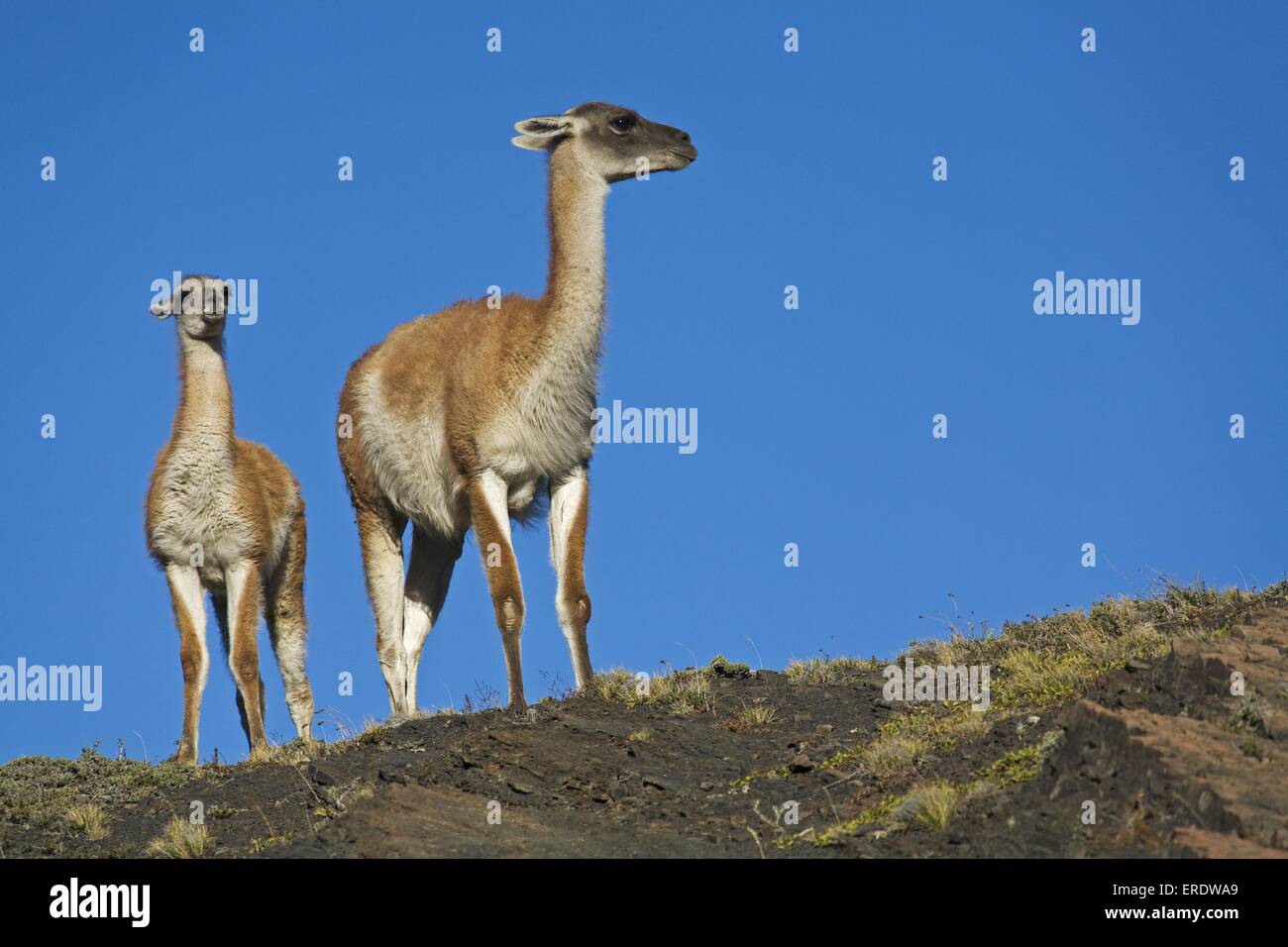 Guanacos hi-res stock photography and images - Alamy