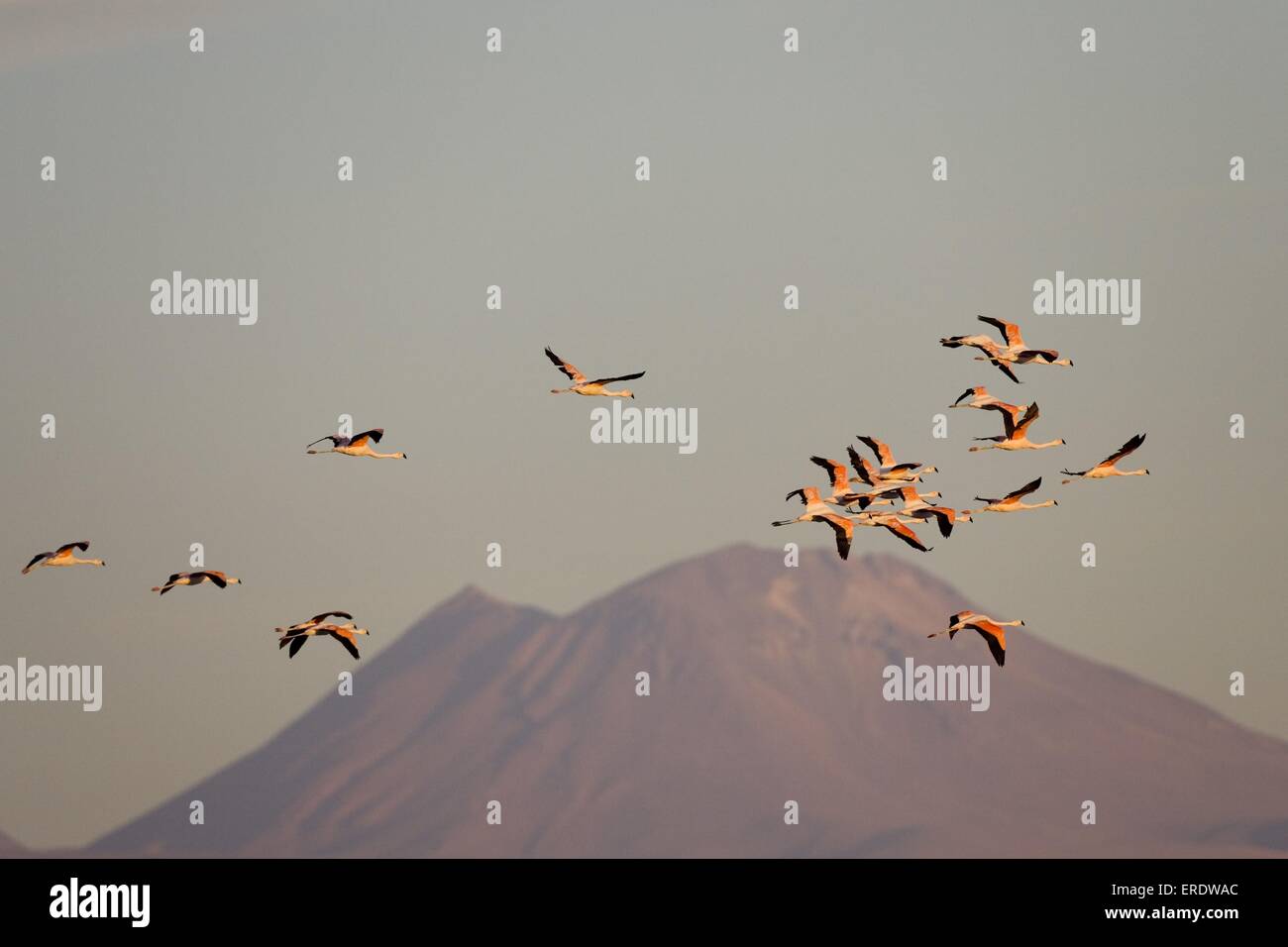 Flying flamingoes hi-res stock photography and images - Alamy