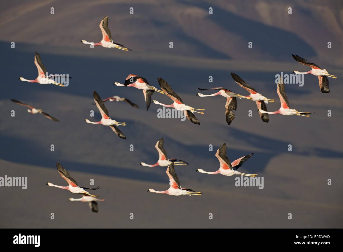 Flying flamingoes hi-res stock photography and images - Alamy