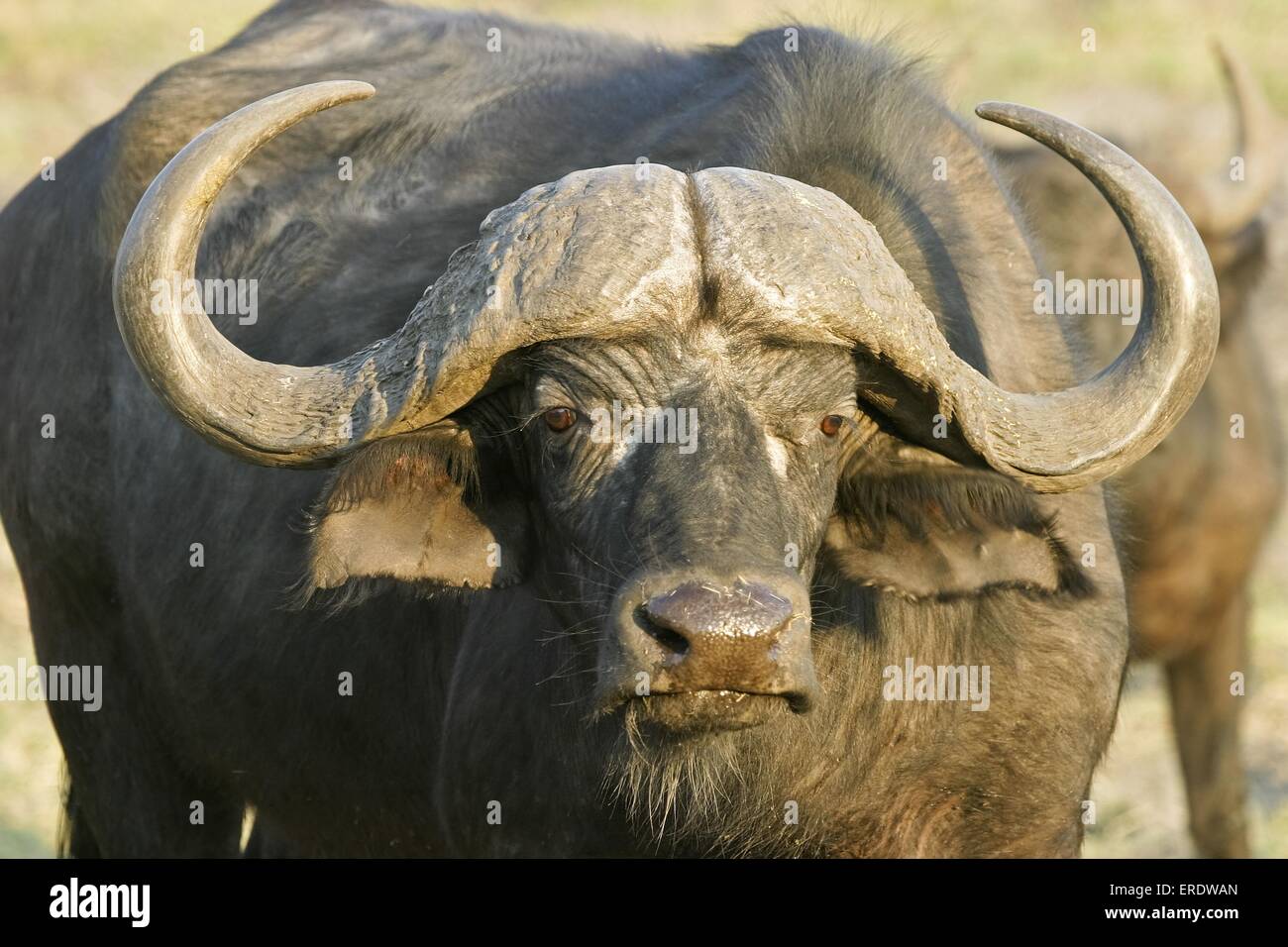 Cape buffalo hi-res stock photography and images - Alamy