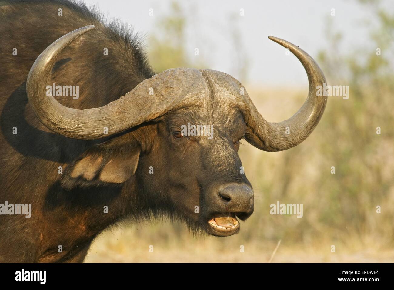 Buffalo calling hi-res stock photography and images - Alamy