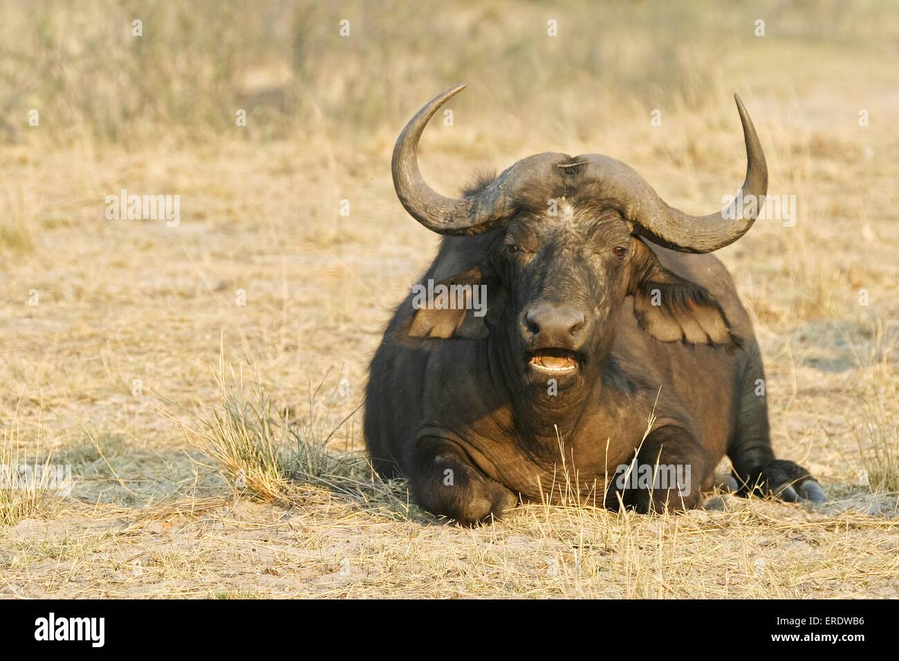 African cape buffalo lying hi-res stock photography and images - Alamy