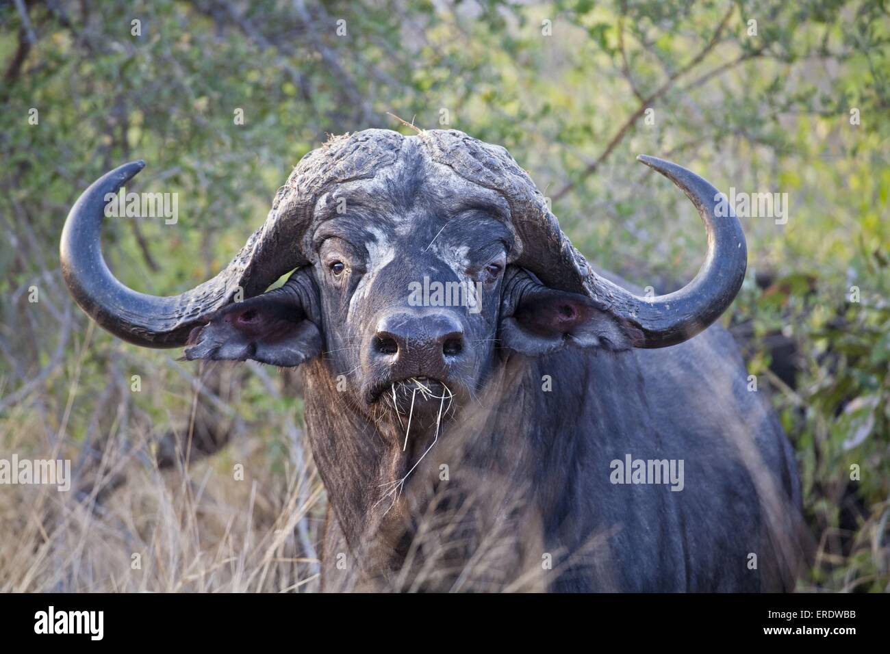 Buffalo heads hi-res stock photography and images - Alamy