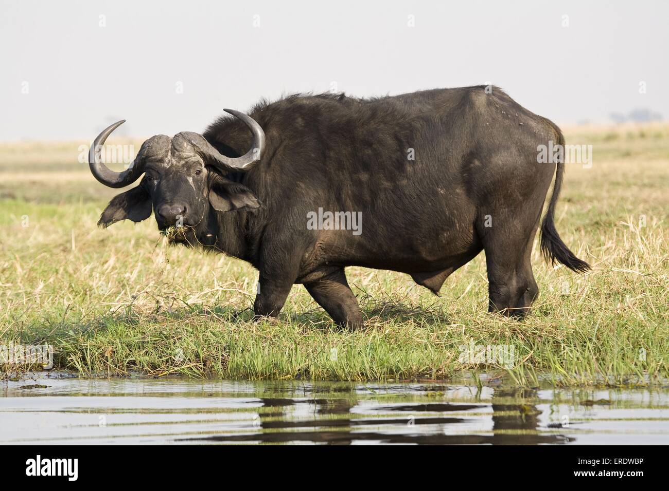 Side of water buffalo hi-res stock photography and images - Alamy