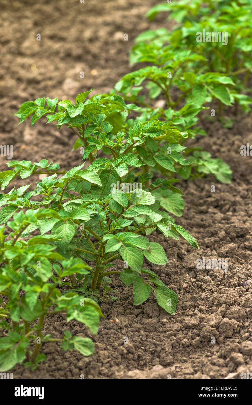 Vegetable plantation hi-res stock photography and images - Alamy