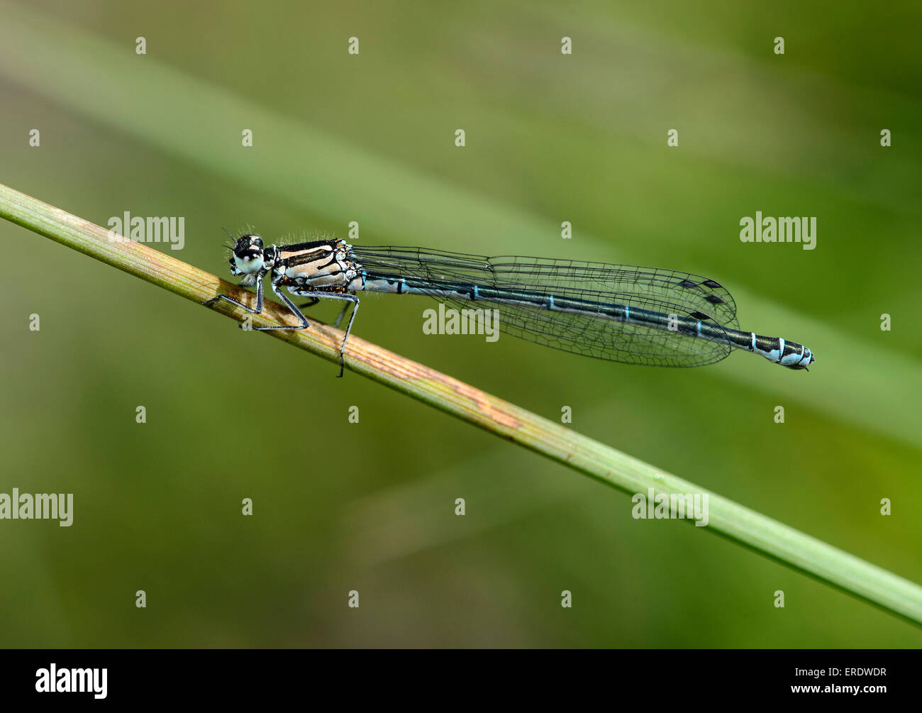 Female azure damselfly (Coenagrion puella), infested with water mite ...