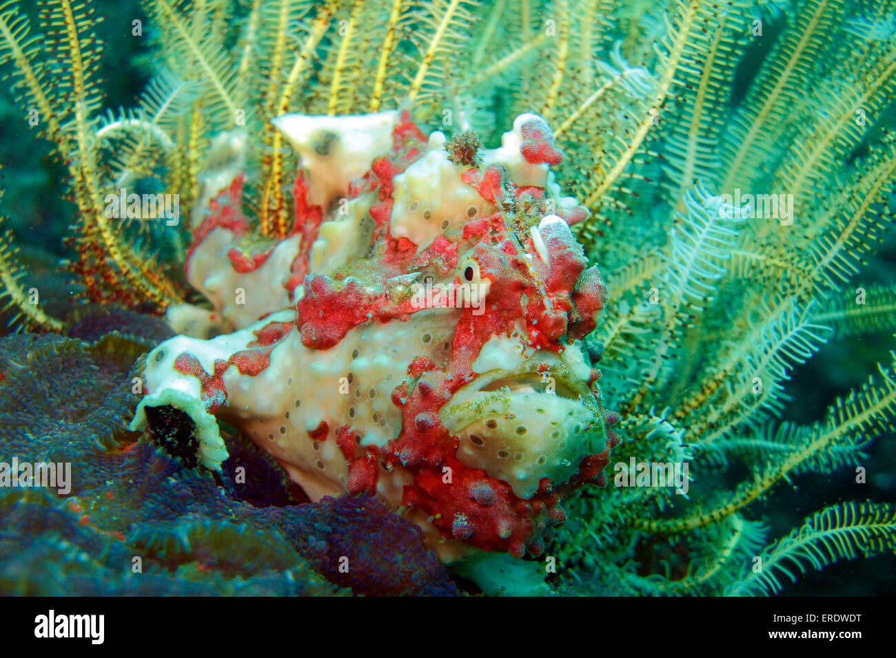 Spotted Frogfish High Resolution Stock Photography and Images - Alamy