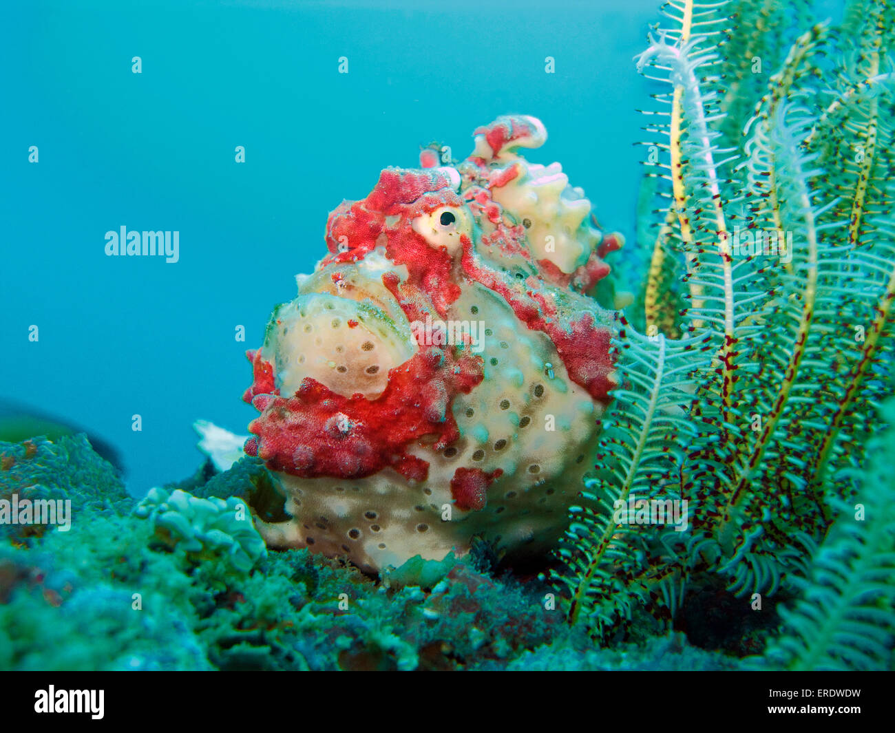 Spotted Frogfish High Resolution Stock Photography and Images - Alamy