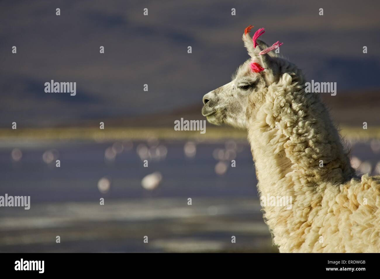 Llama side view hi-res stock photography and images - Alamy