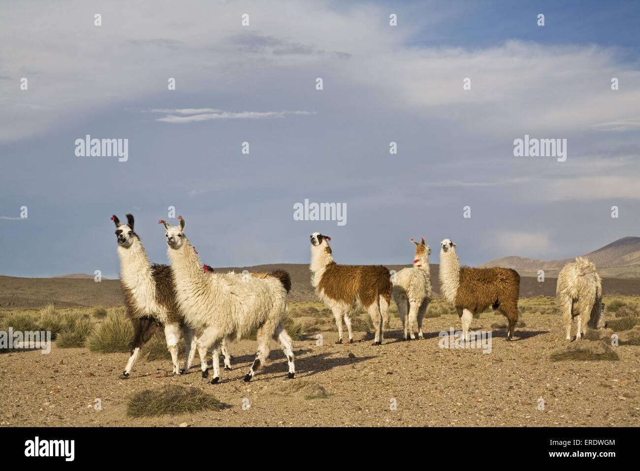 Llama walks hi-res stock photography and images - Alamy