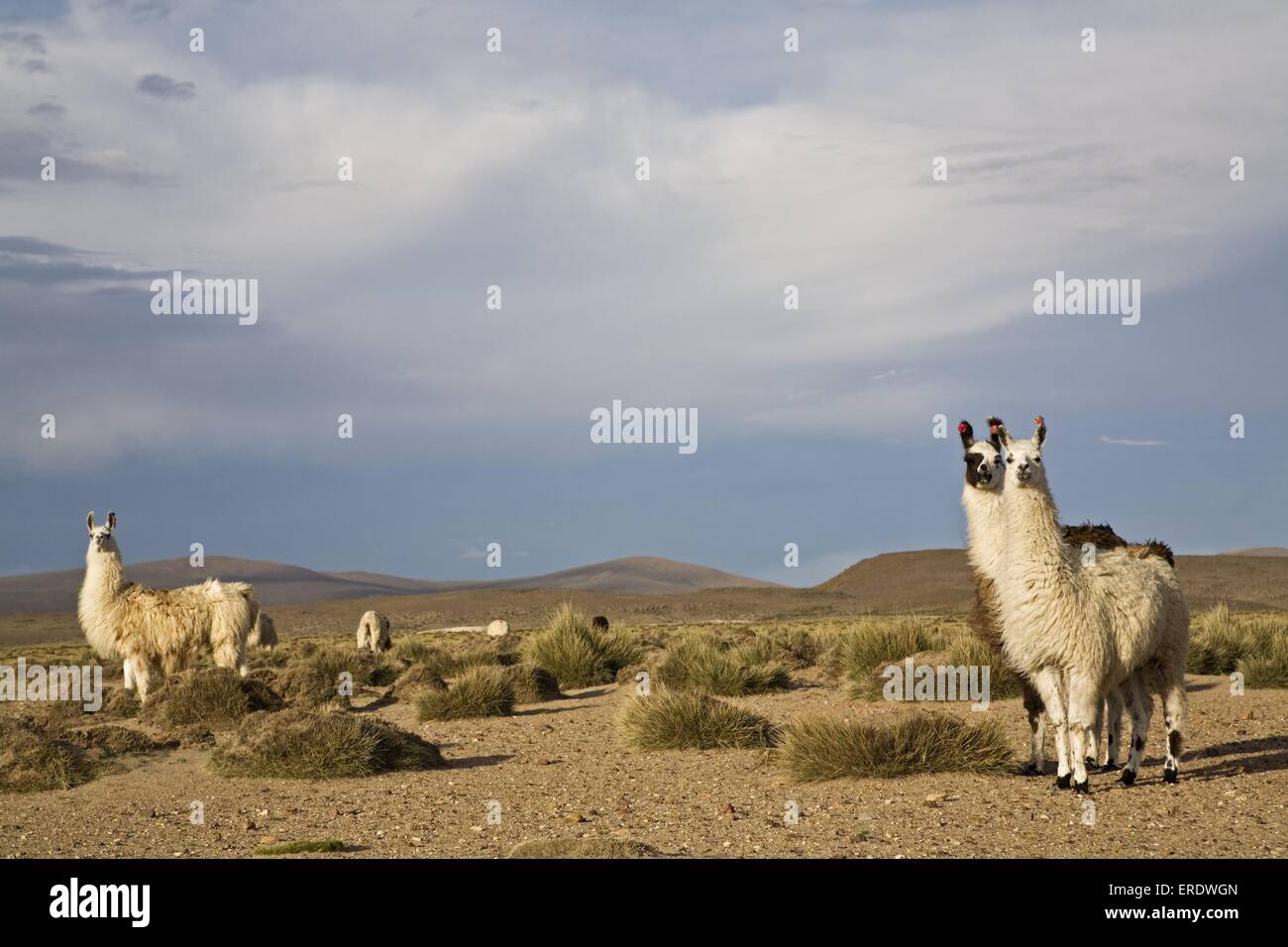 Llama walks hi-res stock photography and images - Alamy